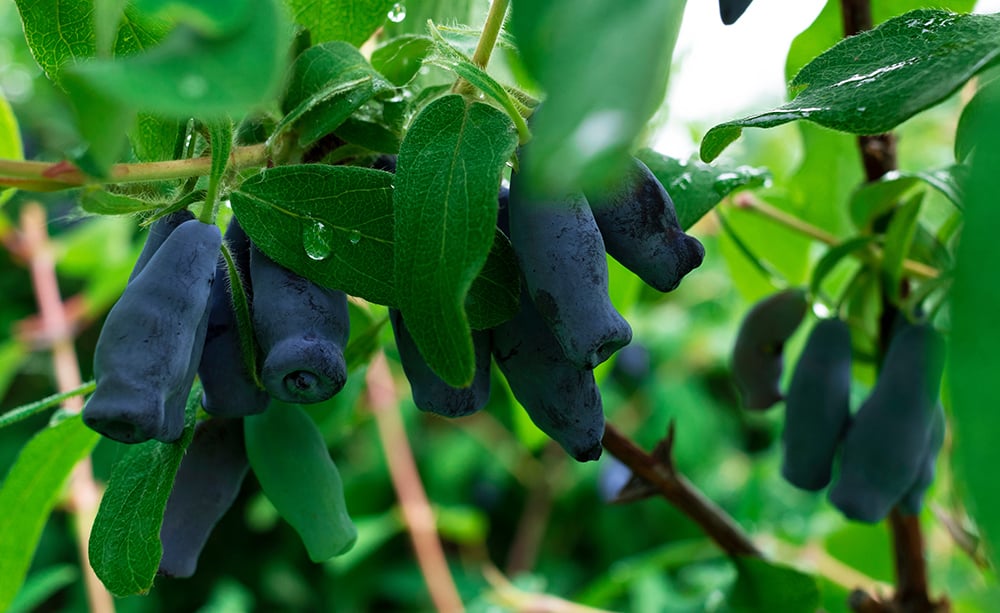 The potentially game-changing benefits of Haskap Berries